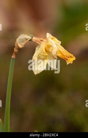 Dying Daffodil bloom in an urban garden during late spring as a symbol ...