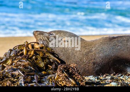 Fur seal at Bushy Beach near Oamaru, Otago region, New Zealand Stock ...