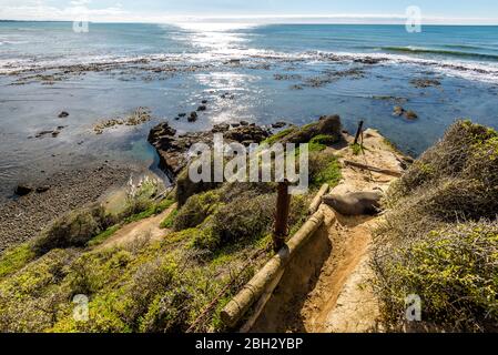 Fur seal at Bushy Beach near Oamaru, Otago region, New Zealand Stock ...