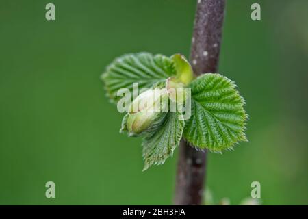 Young hazel tree branch sprout with new growing leaves in spring forest ...