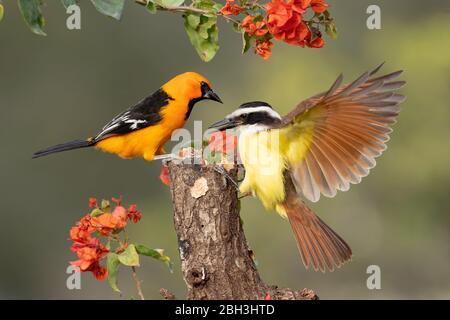 Altamira oriole, Alamo, Rio Grande Valley, Texas, USA Stock Photo - Alamy