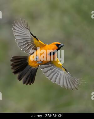 Altamira oriole (Icterus gularis), Alamo, Rio Grande Valley, Texas, USA ...