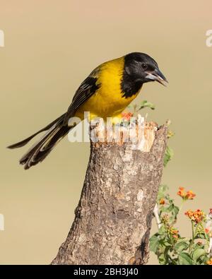 Audubon's Oriole (Icterus graduacauda) Laguna Seca Ranch, Rio Grande ...