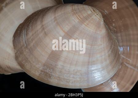 A shell of the Brown Venus (Macrocallistra chione) with a hole drill by ...