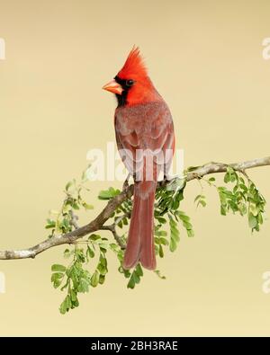 Northern Cardinal (Cardinalis cardinalis), Laguna Seca Ranch, Rio ...