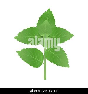 Basil is known as the Indian basil or the holy basil, is often referred ...