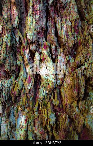 Colorful Abstract Background Bark Redwoods National Park Newton B Drury ...