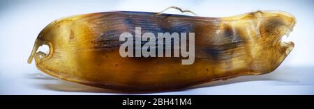 Shark egg case (Chondrichthyes) "mermaids purse" on beach near Kitty ...