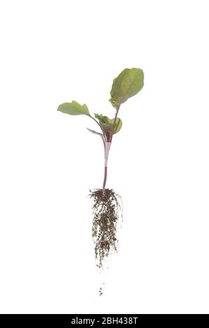 Kalette, kale sprouts or flower sprouts growing in vegetable garden ...