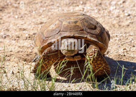 The Sonoran Desert tortoise, (Gopherus morafkai), or Morafka's desert ...