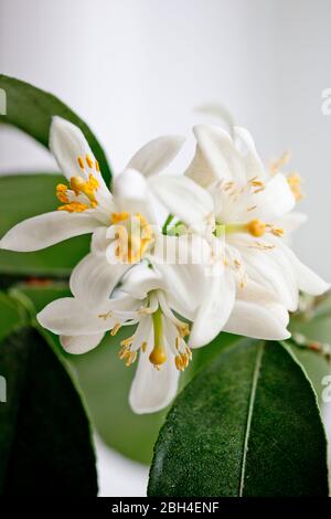 lemon plant with white flower blossoms outdoor in sunny backyard, close ...