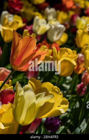 colorful tulips are in full bloom and directed towards the sun with ...