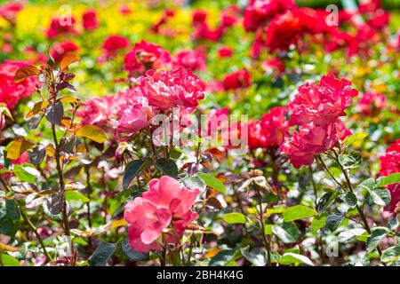red Roses UK London Queen Mary Garden Regent Park Great Britain Europe ...