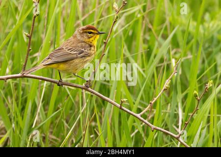 Palm warbler in spring migration Stock Photo - Alamy
