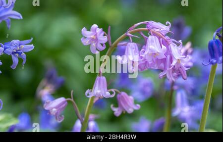 Unusual pink bluebell amongst cluster of wild bluebells, photographed ...