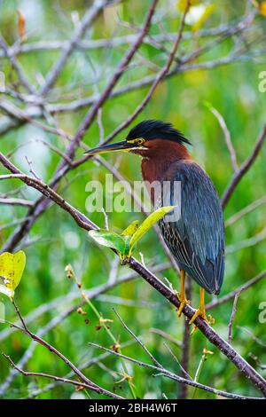 A green heron perching on a tree branch Stock Photo - Alamy