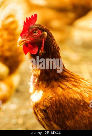 rooster, male chicken bird with brown and blueish feathers, isolated on ...