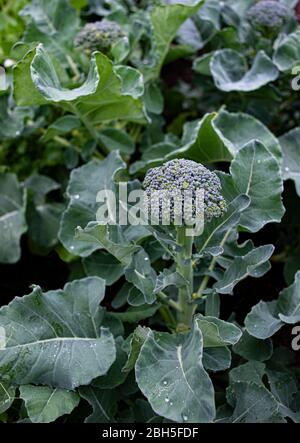 Fresh green cabbage growing in vegetable garden with sunlight and ...
