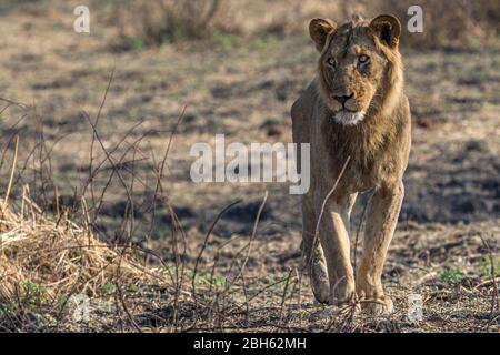 Male lion, dusk, Kafue River, Kafue National Park, Zambia, Africa Stock ...