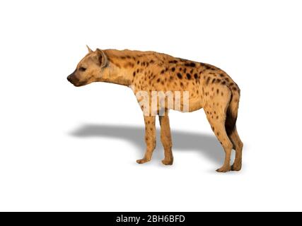 Profile of hyena with shadow on white background looking at the camera ...