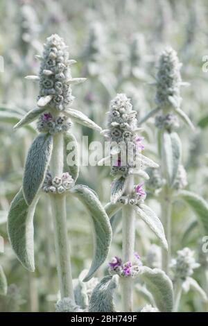 Flower Stachys byzantina close-up, stylized Stock Photo - Alamy