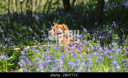 Cobham, United Kingdom. 24th April, 2020. Cute cockapoo Pip poses in ...
