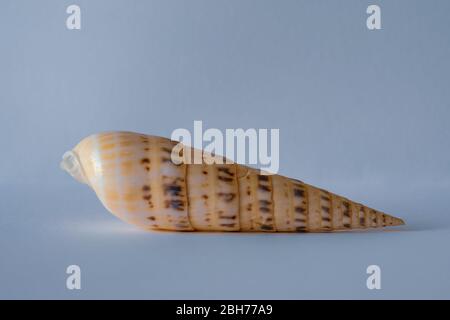 Marlinspike Auger shell (Terebra maculata) c14cm Philippines Stock ...
