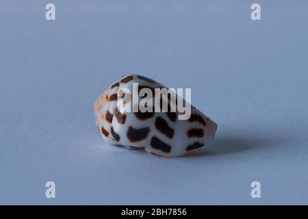 Hebrew Cone Shells Stock Photo - Alamy