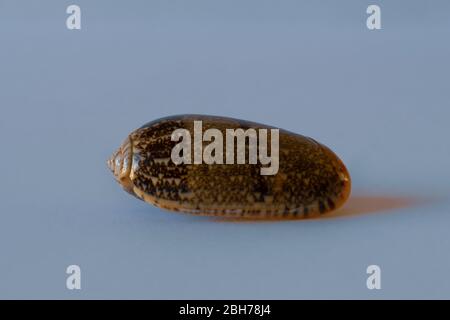 Olive Shell. Orange-Mouthed Olive Shell. Olivia Sericea Roding. Pacific ...