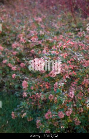 ABELIA GRANDIFLORA EVERGREEN SHRUB CLOSE UP WHITE FLOWERS SUMMER AUTUMN ...