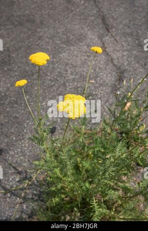 Green leaves of achillea filipendula in the spring. Medicinal plants in ...