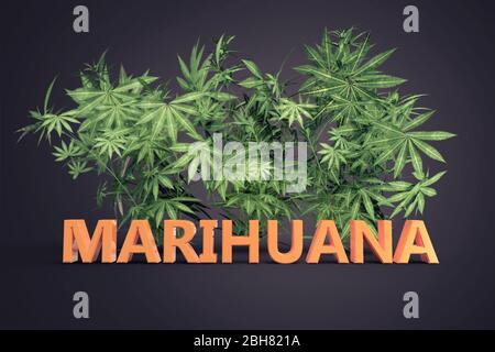 Medical Cannabis - CBD elements in marijuana, cannabinoids and health ...