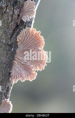 Antibiotic fungus, Schizophyllum commune, known as split gill or ...