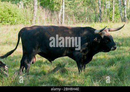 Germany, Bavaria, Two cows standing in field, close-up Stock Photo - Alamy