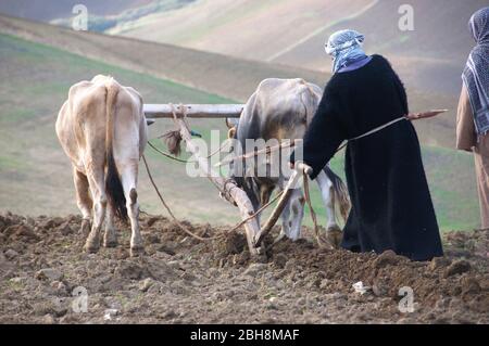 Traditional farming. Farmer ploughing fields in Tunisia with two ox ...