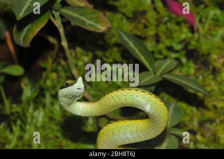 Philodryas baroni, Baron's green racer, stone near river habitat ...