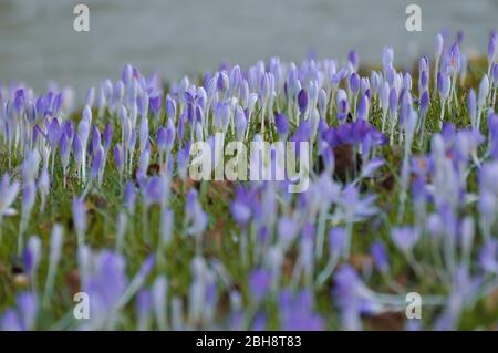 Many lilac crocuses, Crocus, in spring, Bavaria, Germany Stock Photo ...