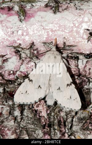 Miller moth, Acronicta leporina, sitting on bark, sucking at bait ...