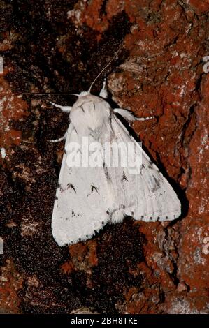 The Miller Moth - Acronicta leporina Stock Photo - Alamy
