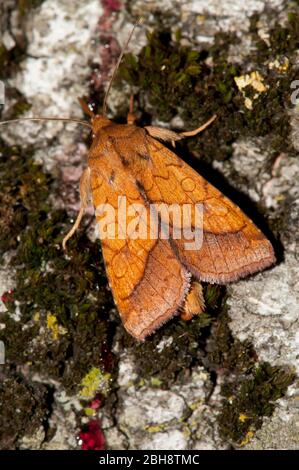 Bordered Sallow, Pyrrhia umbra Stock Photo - Alamy