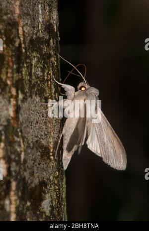 Shark Moth (Cucullia umbratica Stock Photo - Alamy