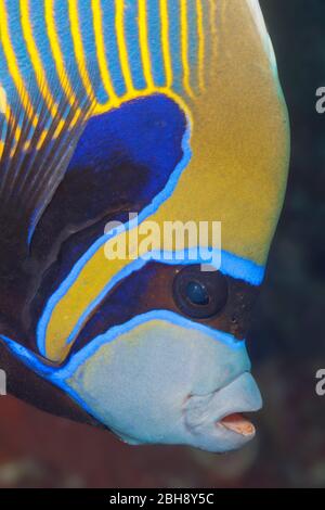 The underwater close-up shot of the Emperor angelfish swiming alone ...