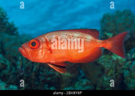 Common Bigeye, Priacanthus hamrur, Giftun Island, Red Sea, Egypt Stock ...