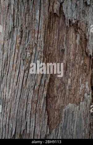 Tree trunk with chipped bark in a forest Stock Photo - Alamy