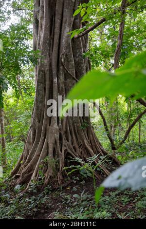 Tree with aerial roots in the jungle Stock Photo - Alamy