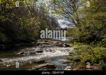 The River Almond and Naismith Bridge, Almondell Country Park, West ...