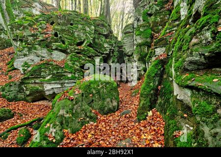 Forest in the Devil's Gorge near Ernzen, Ferschweiler Plateau, Southern ...