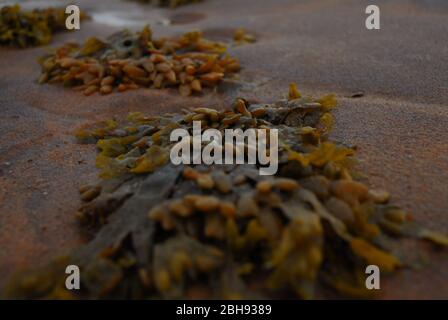 green seaweed on red sand Stock Photo - Alamy