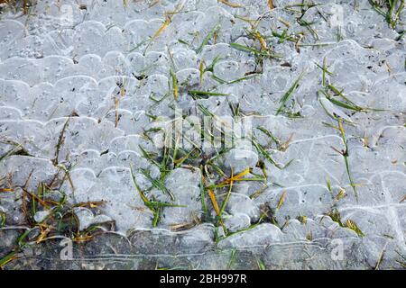 Thin ice sheet over grass Stock Photo - Alamy