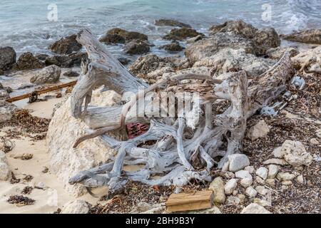 Hurricane uprooted trees, Pirate's Cove Zipline and Water Park ...